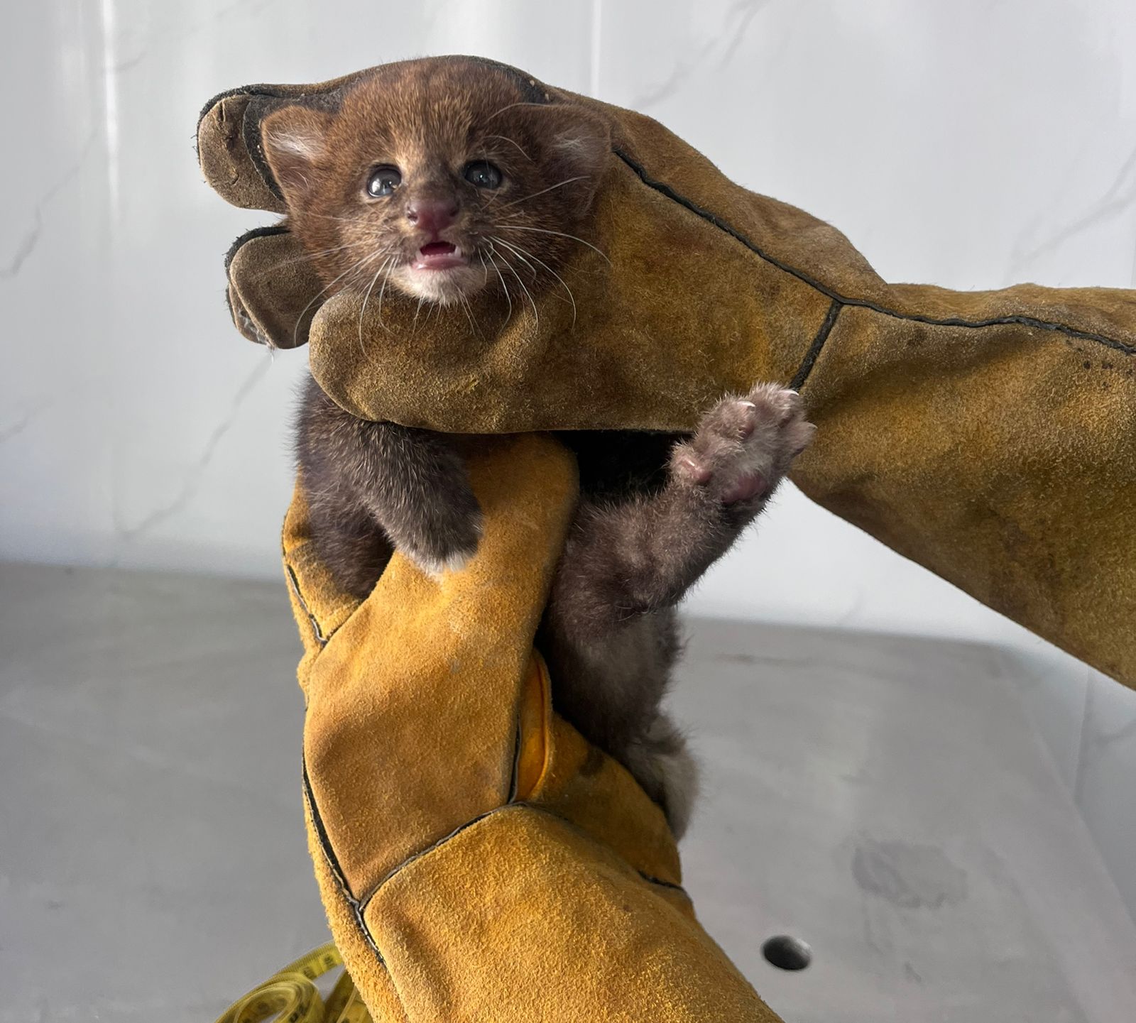 Aumenta el rescate de crías de felinos en el Huila - La Ultima Noticias